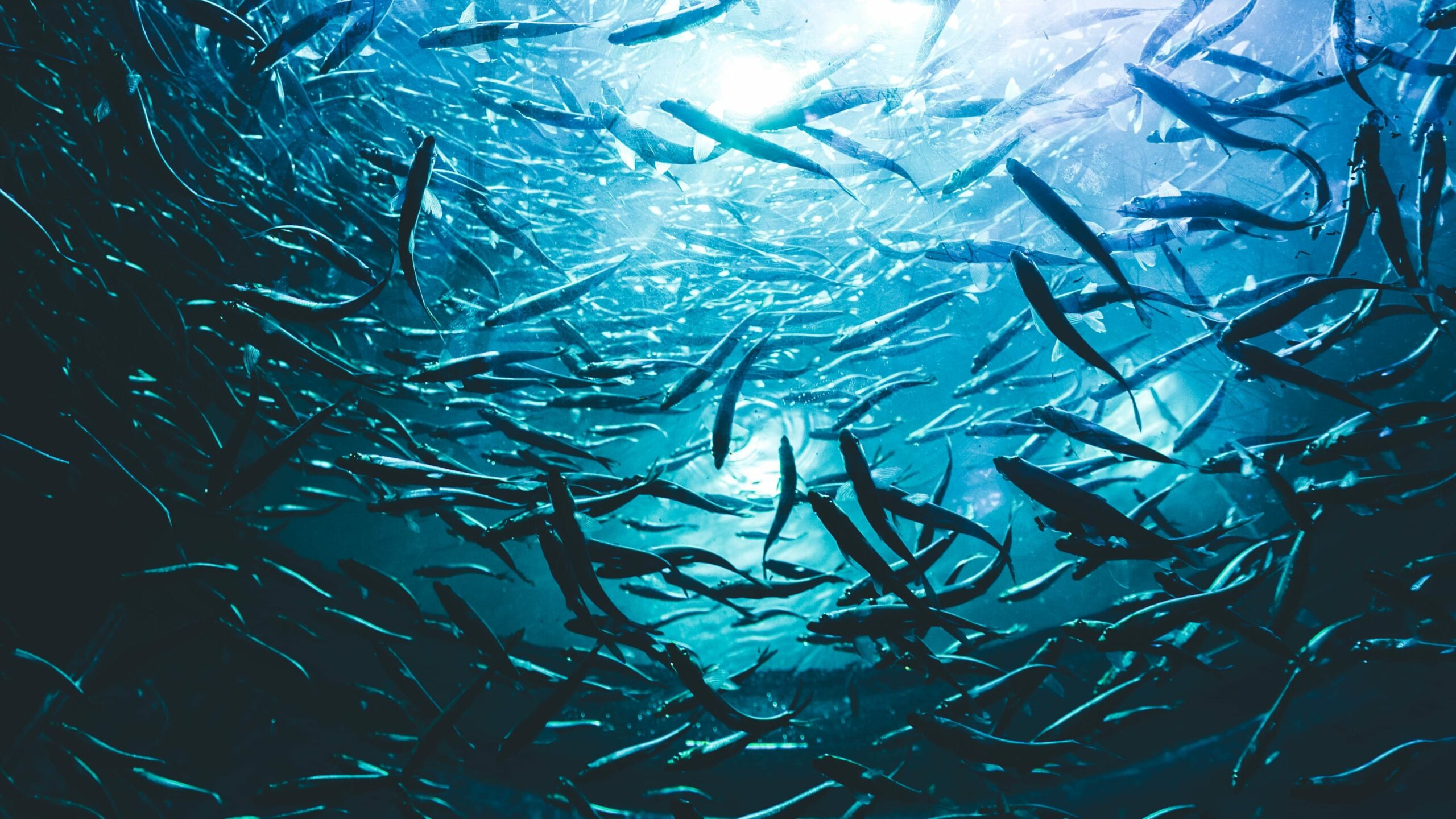 Team Cohesion Facilitators